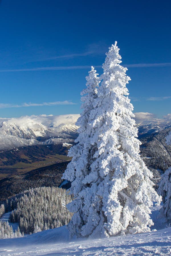 Pine Tress Covered with Snow in Alps Stock Photo - Image of alpine ...