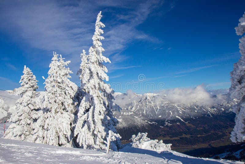 Pine Tress Covered with Snow in Alps Stock Photo - Image of austria ...