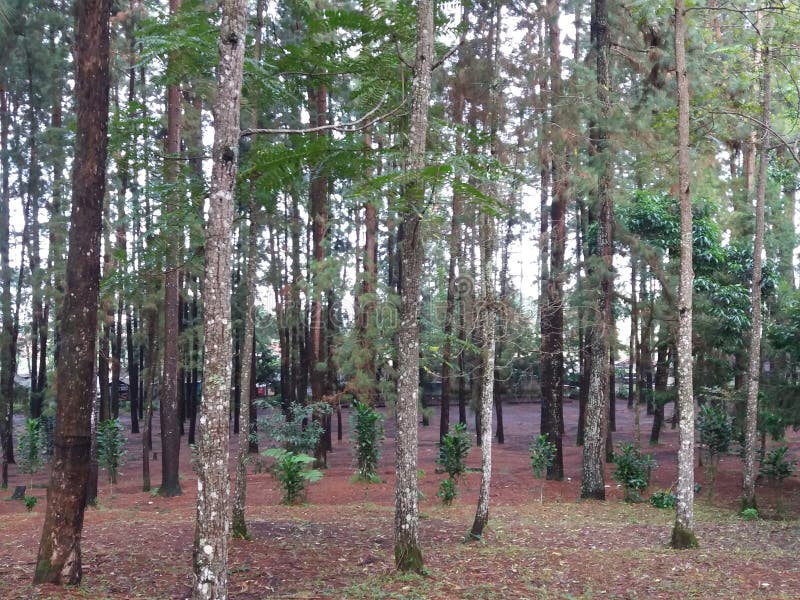 Pine Tress in Sumedang Forest Green Stock Image - Image of forest, pine ...