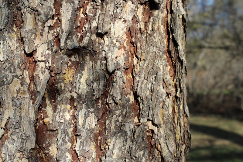 Detailed Close Up Cracked Flaking Tree Bark Texture Stock Photos - Free ...