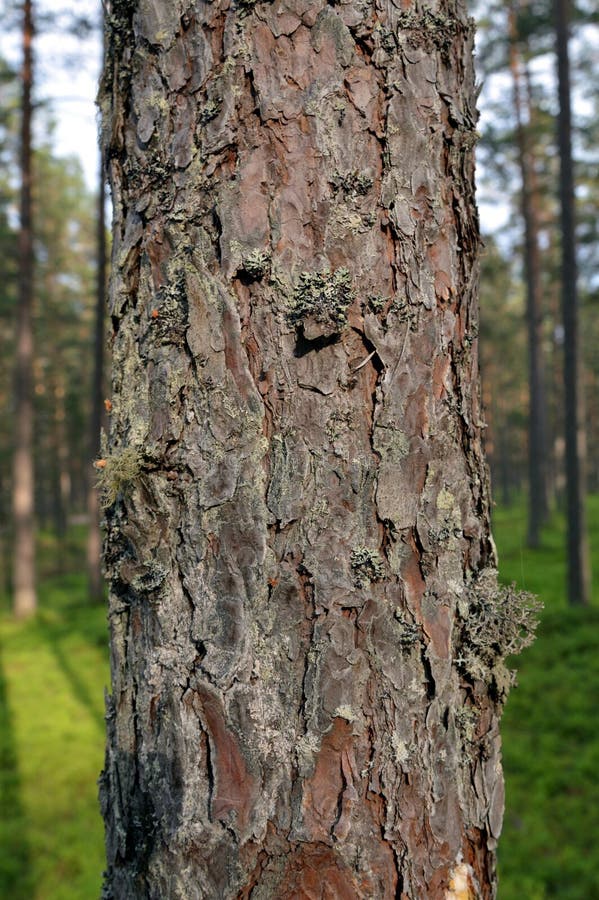 Pine trunk close-up stock photo. Image of karelia, trunk - 318456908