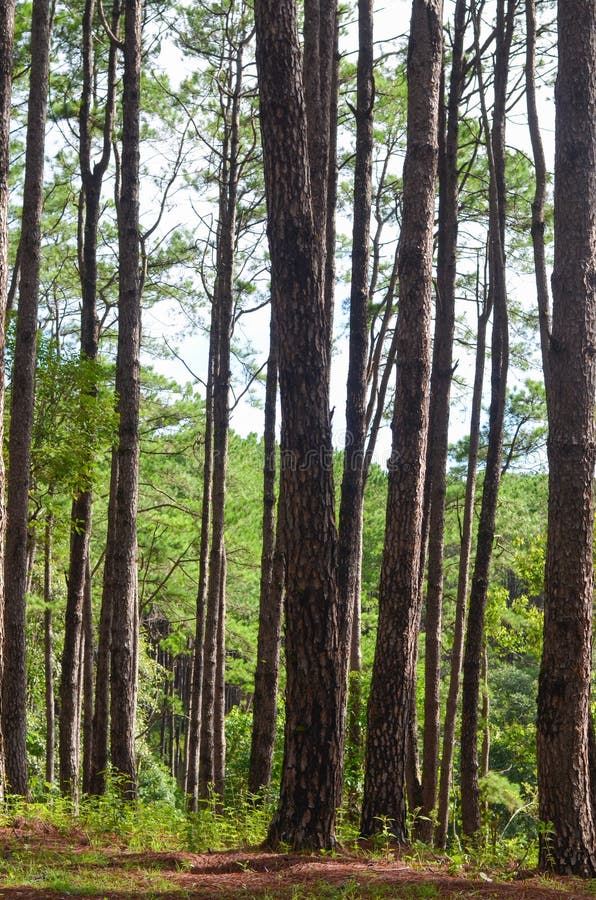 Pine Trunk in the Pine Forest at Chiang Mai, Thailand Stock Image ...