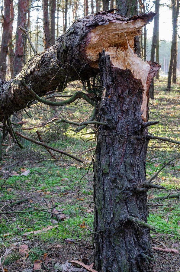 Broken after a Hurricane Pine Tree. the Top of the Tree Lies on the ...
