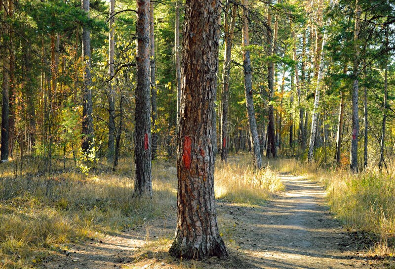 Pine Trunk with a Red Mark in the Autumn Forest Flooded with Sunlight ...