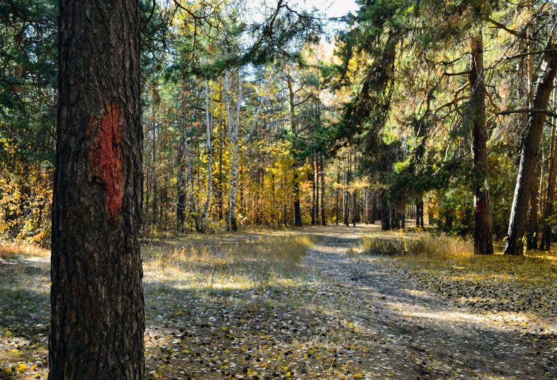 Pine Trunk with a Red Mark in the Autumn Forest Flooded with Sunlight ...
