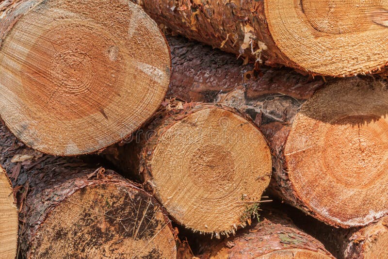 Pine Trunks with Annual Rings after Felling Stock Photo - Image of ...