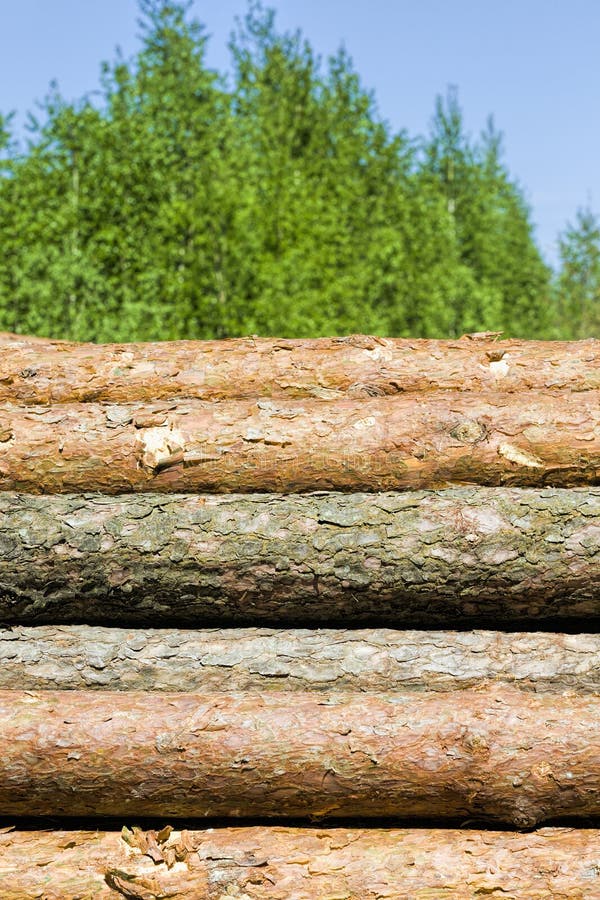 Pine trunks stock photo. Image of forest, natural, industrial - 223362780