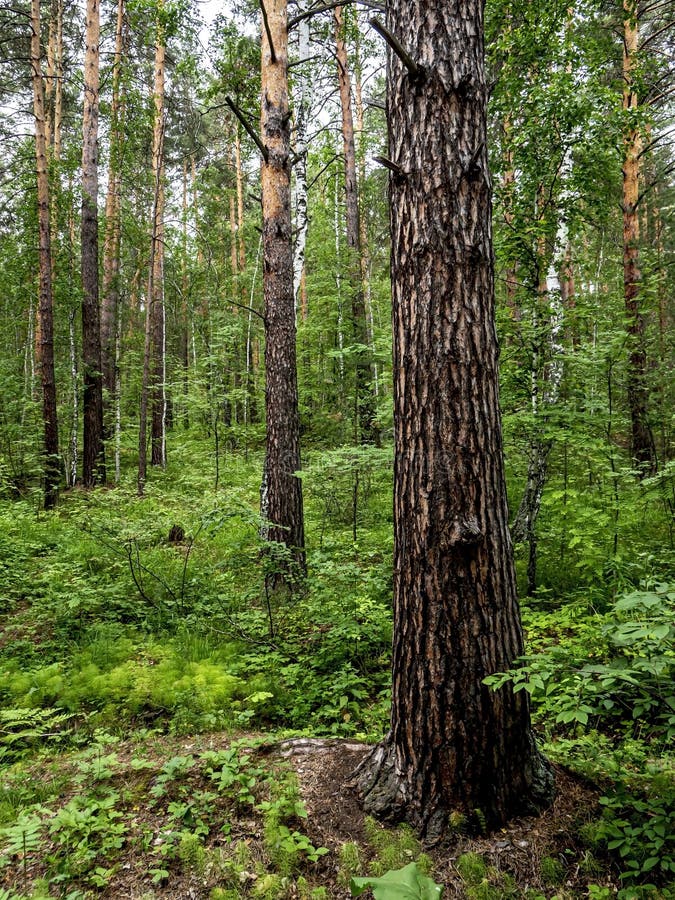 Pine Trunks in the Pine Forest in Summer Stock Photo - Image of ...