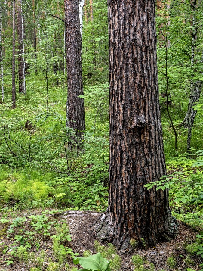 Pine Trunks in the Pine Forest in Summer Stock Image - Image of ...