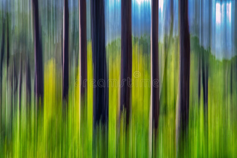 Pine Trunks in Motion with Long Exposure and Camera Shake Techniques ...