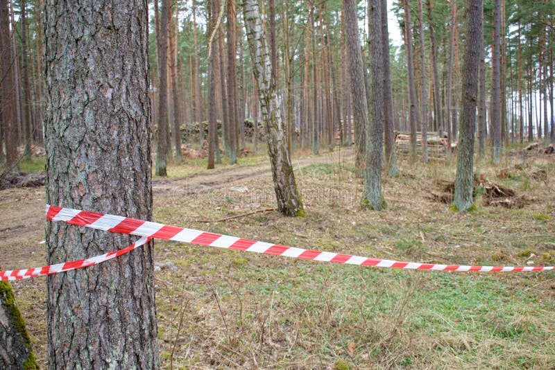 Pine Trunks are Wrapped in Stop Tapes. Felled Tree Trunks are Fenced ...