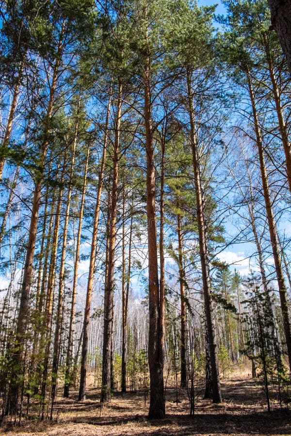Pine with two trunks stock photo. Image of green, trunks - 145692030