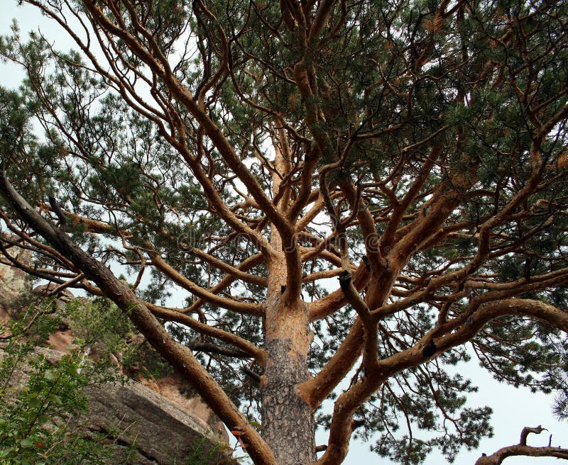 Pine with Undulating Branches Against the Sky Stock Image - Image of ...