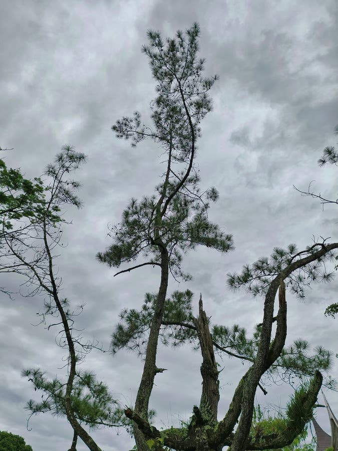 Pine with a Unique Branch Shape Stock Image - Image of asmrcommunity ...