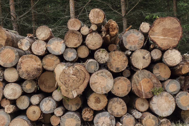 Wall of Raw Stacked Wood Logs Stock Photo - Image of lumbering, pattern ...
