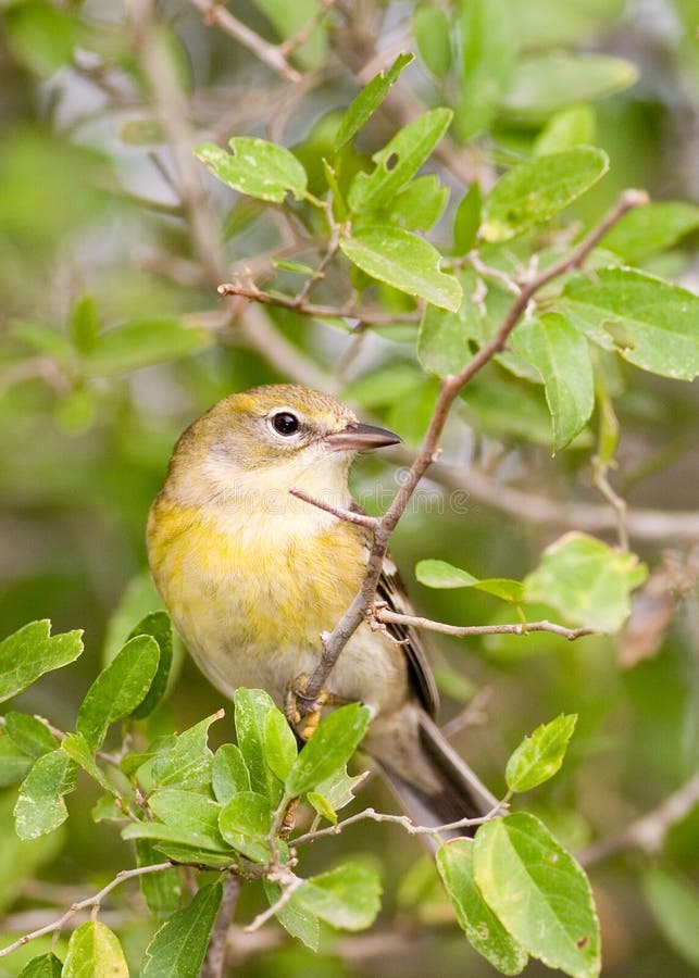 Pine Warbler Perched in a Spiny Hackberry Stock Photo - Image of ...