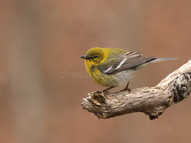 Pine Warbler, Setophaga Pinus, Portrait Stock Image - Image of warblers ...