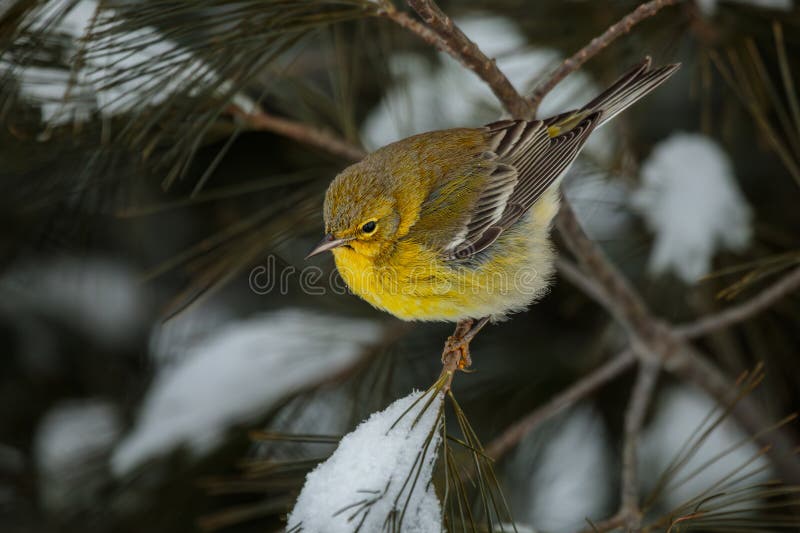 Pine Warbler in a Snowy Pine Tree Stock Photo - Image of feathers, black: 334874220