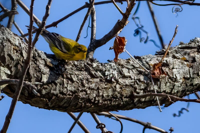 Pine Warbler on the tree stock photo. Image of resting - 299904530