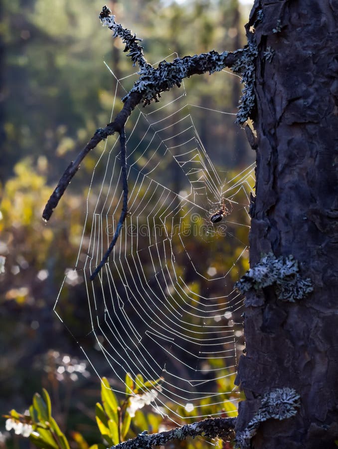 Spiderweb Attached To a Pine Tree Stock Photo - Image of pinus, woods ...