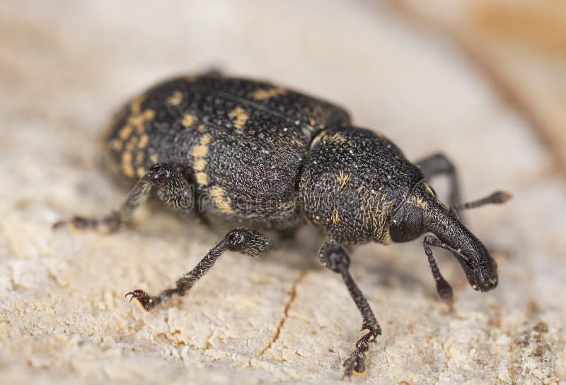 Pine weevil stock image. Image of sitting, pest, green - 14610887