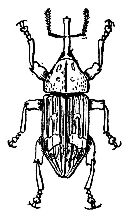 Weevil Illustration, Drawing, Engraving, Ink, Line Art, Vector Stock ...