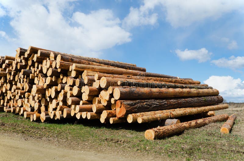 Pine whole section timbers stock image. Image of tree - 31148585