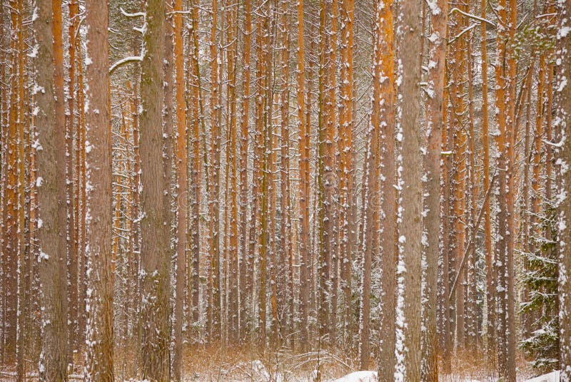 Pine Winter Forest - Trunks of Trees Stock Image - Image of outdoors ...