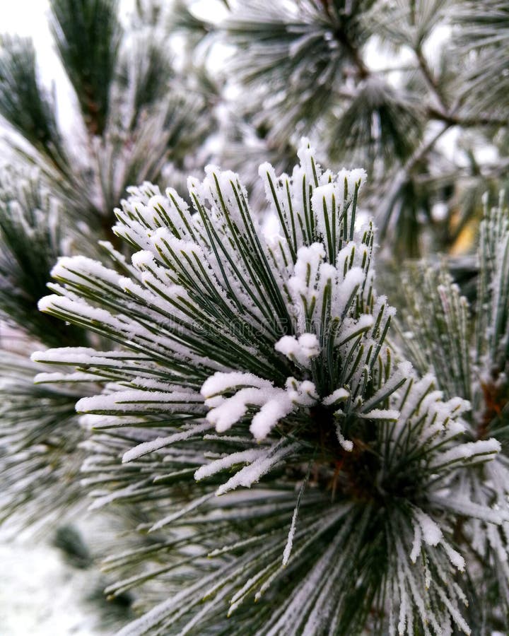 Pine in winter stock image. Image of green, nature, winter - 138227077