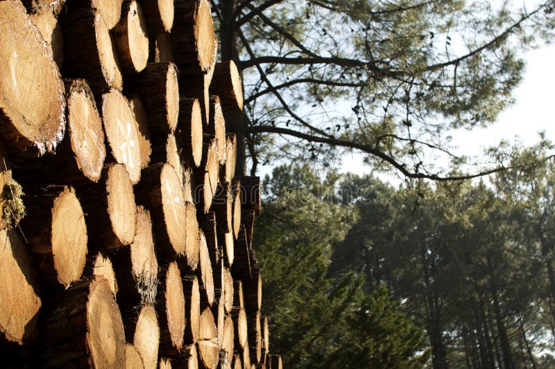 Pine wood stock image. Image of ecology, composition, macro - 4537747