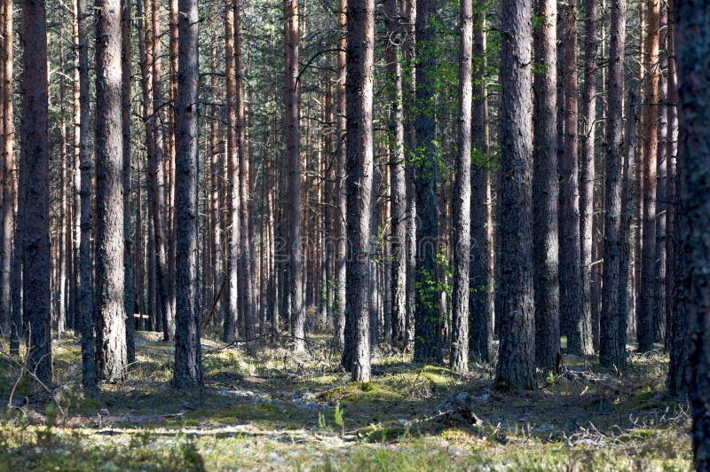 Light pine forest stock photo. Image of wide, trees, angle - 56837414