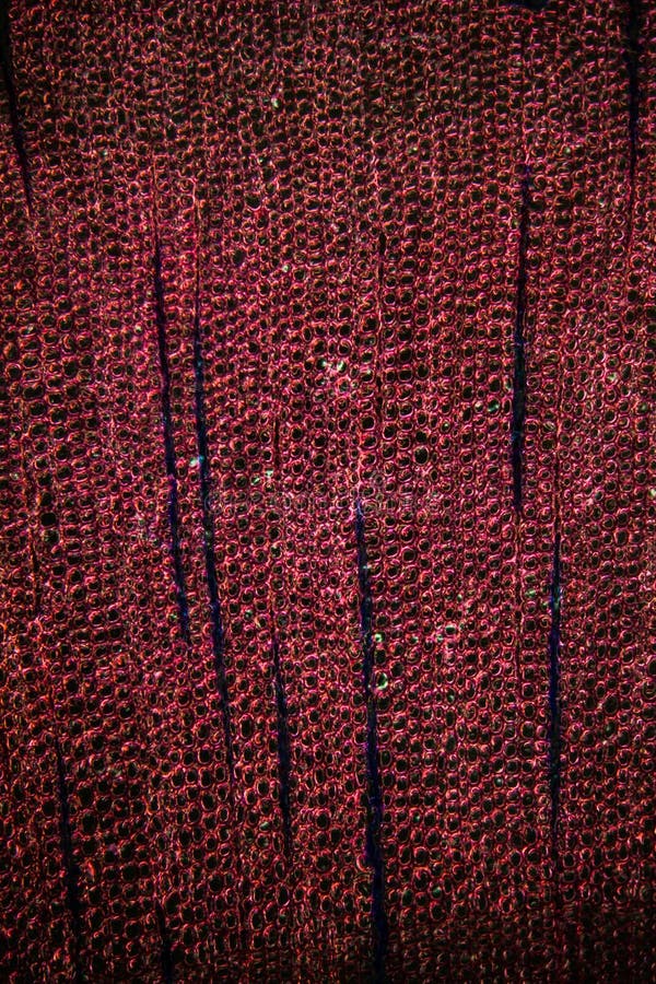 Pine wood cross section stock photo. Image of botany - 196752198