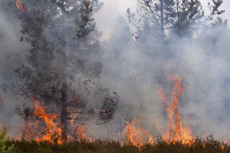 Flames in pine tree crown stock photo. Image of heath - 39123174