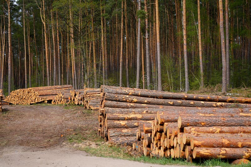 Pine Wood Folded in a Pine Forest Stock Image - Image of green, pile ...