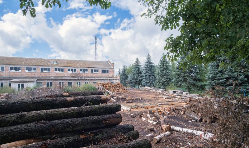 Pine Wood Logs Stacked in Yard of Lumber Mill Stock Photo - Image of ...