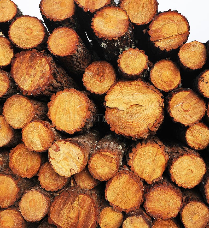 Pine Wood in a Lumber Industry. Stock Photo - Image of construction, ecology: 352445504