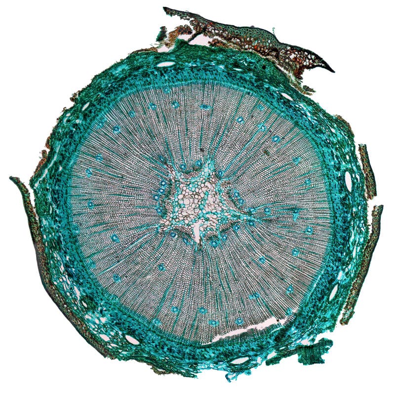 Pine Wood micrograph stock photo. Image of cross, research - 46646568