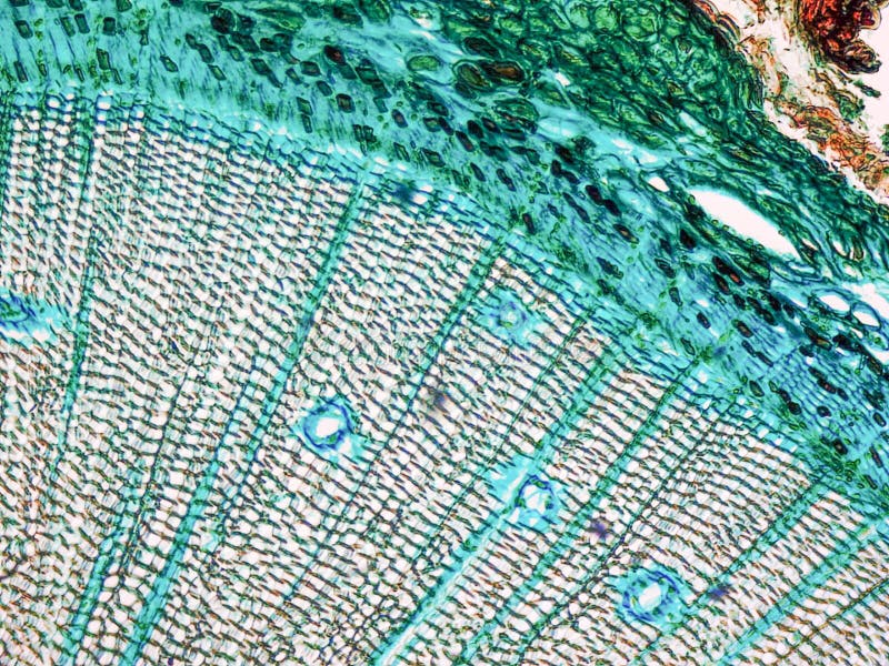 Pine Wood micrograph stock photo. Image of graph, pine - 48124582