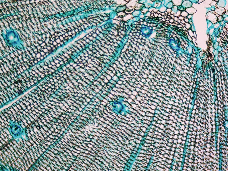 Pine Wood micrograph stock photo. Image of cell, micro - 48463728