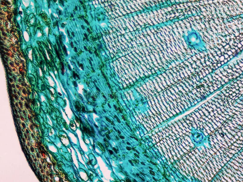 Pine Wood micrograph stock photo. Image of research, micro - 48464764