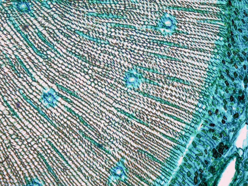 Pine Wood micrograph stock image. Image of micro, wood - 48498777