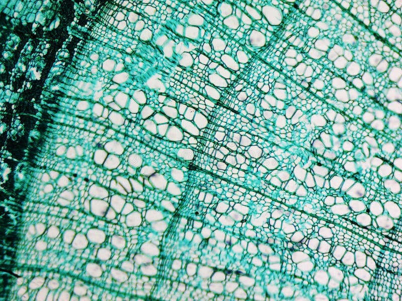 Pine Wood micrograph stock image. Image of photomicrograph - 40620731