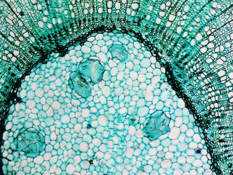 Pine Wood micrograph stock photo. Image of science, nucleus - 40652172