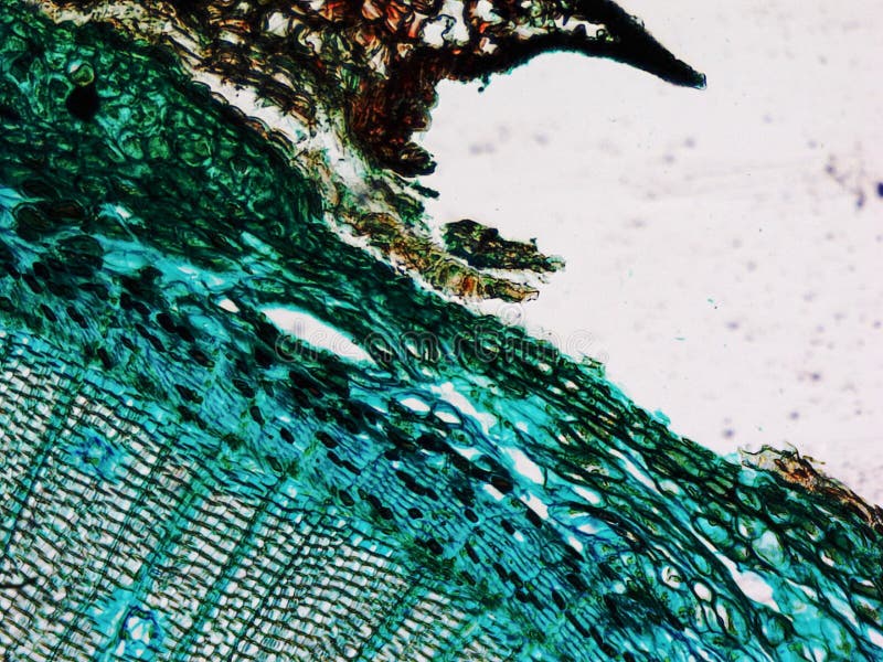 Pine Wood micrograph stock image. Image of graph, macro - 40755337