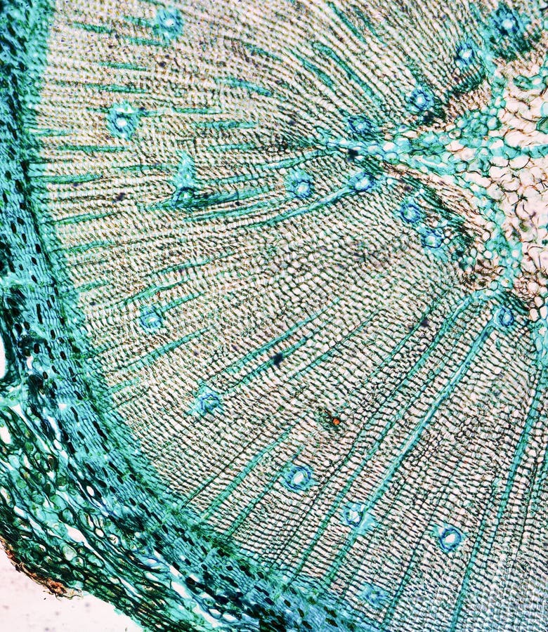 272 Pine Tree Microscope Stock Photos - Free & Royalty-Free Stock ...