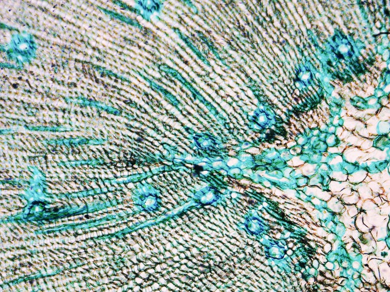 Pine Wood micrograph stock photo. Image of detail, research - 40762722