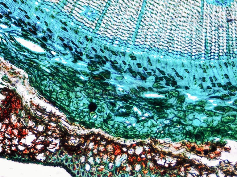 Pine Wood micrograph stock image. Image of stained, microscope - 42431583