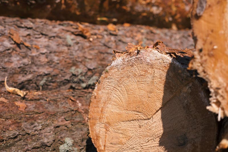 Pine Wood Stacked Outdoors. Timber Harvesting Stock Image - Image of ...