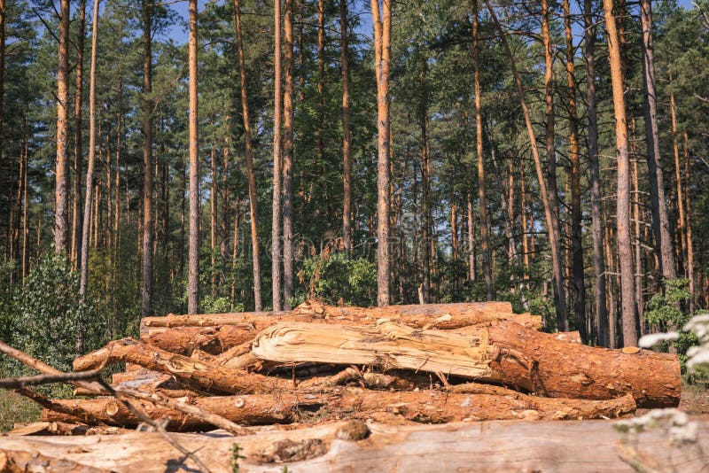 Pine Wood Stacked. Timber Harvesting. Wood Industry Stock Image - Image ...