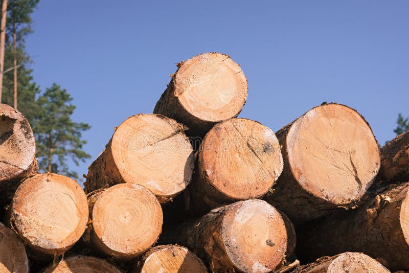 Pine Wood Stacked. Timber Harvesting. Wood Industry Stock Image - Image ...